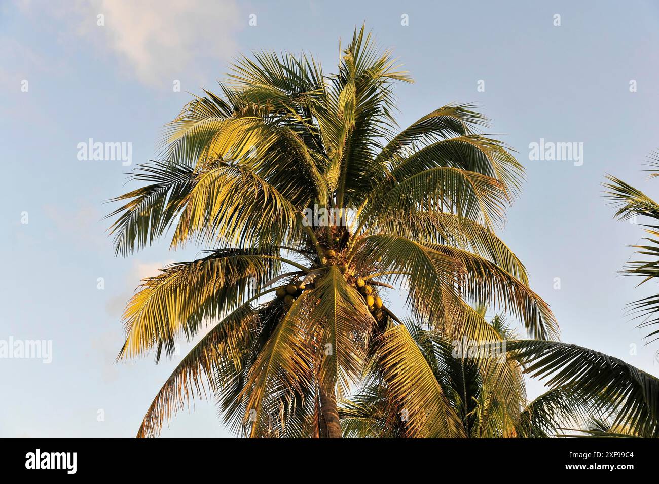 Paamul, Quintana Roo, Mexico, Central America, Palm trees in the sun ...