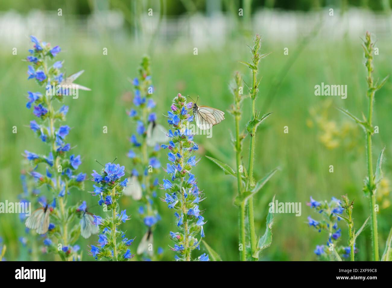 Butterflies create a mesmerizing dance as they flit between the petals ...