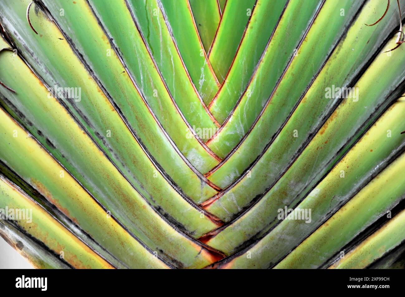 Paamul, Quintana Roo, Mexico, Central America, Symmetrical pattern of ...