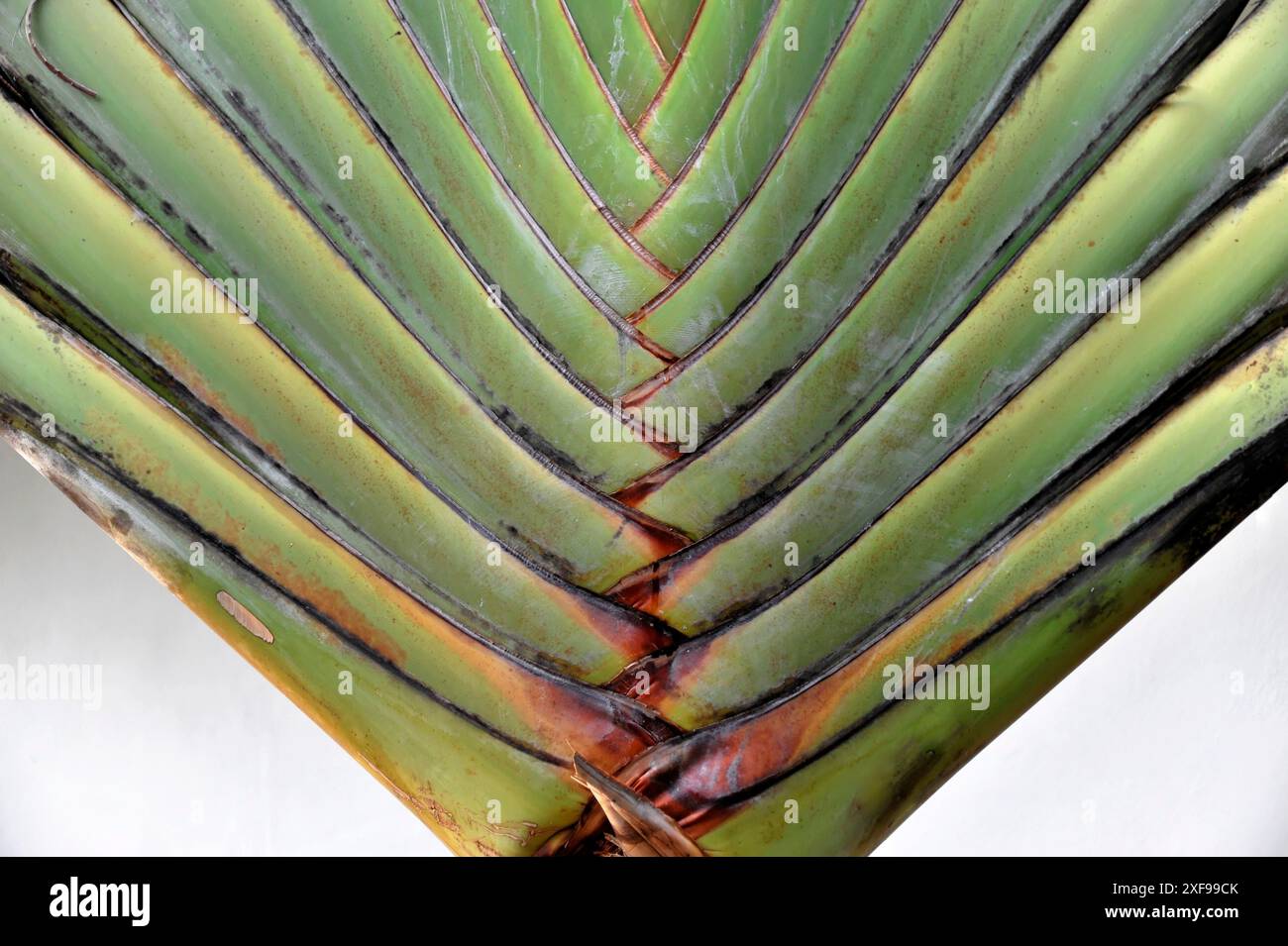 Paamul, Quintana Roo, Mexico, Central America, close-up of tropical ...