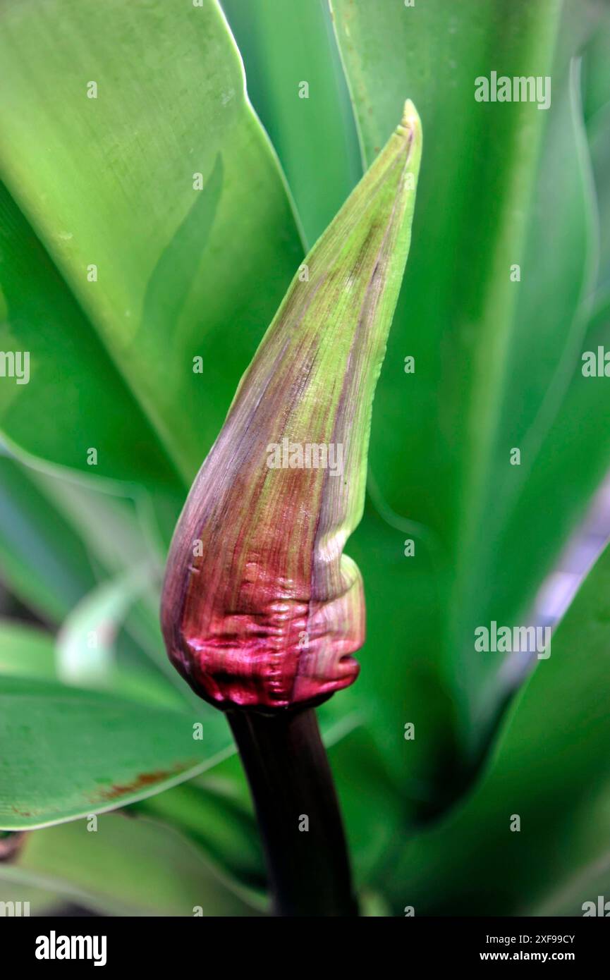 Mayan sites of Tulum, 1200-1524, Tulum, Quintana Roo, Mexico, Central ...