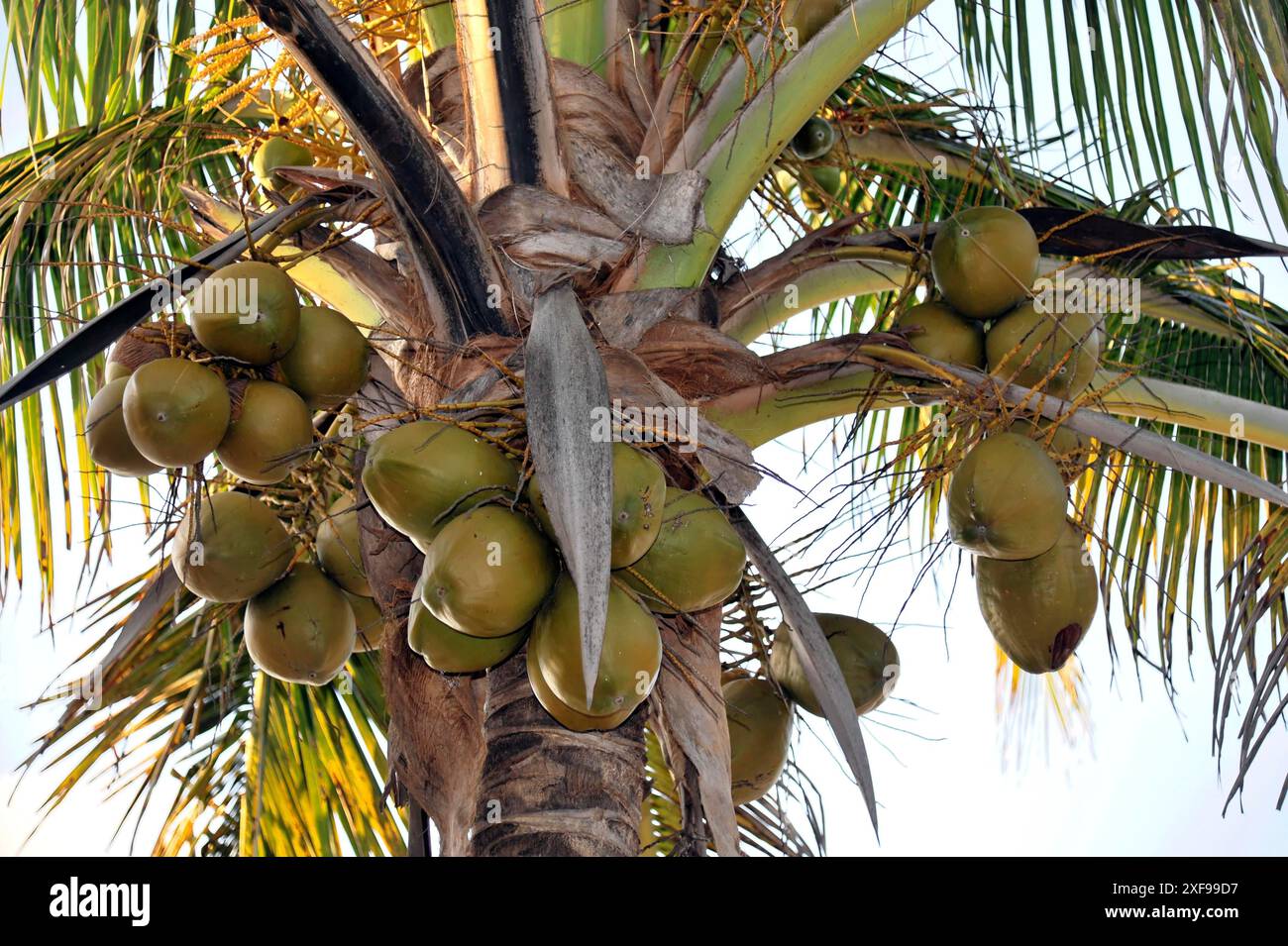 Paamul, Quintana Roo, Mexico, Central America, A coconut tree full of ...