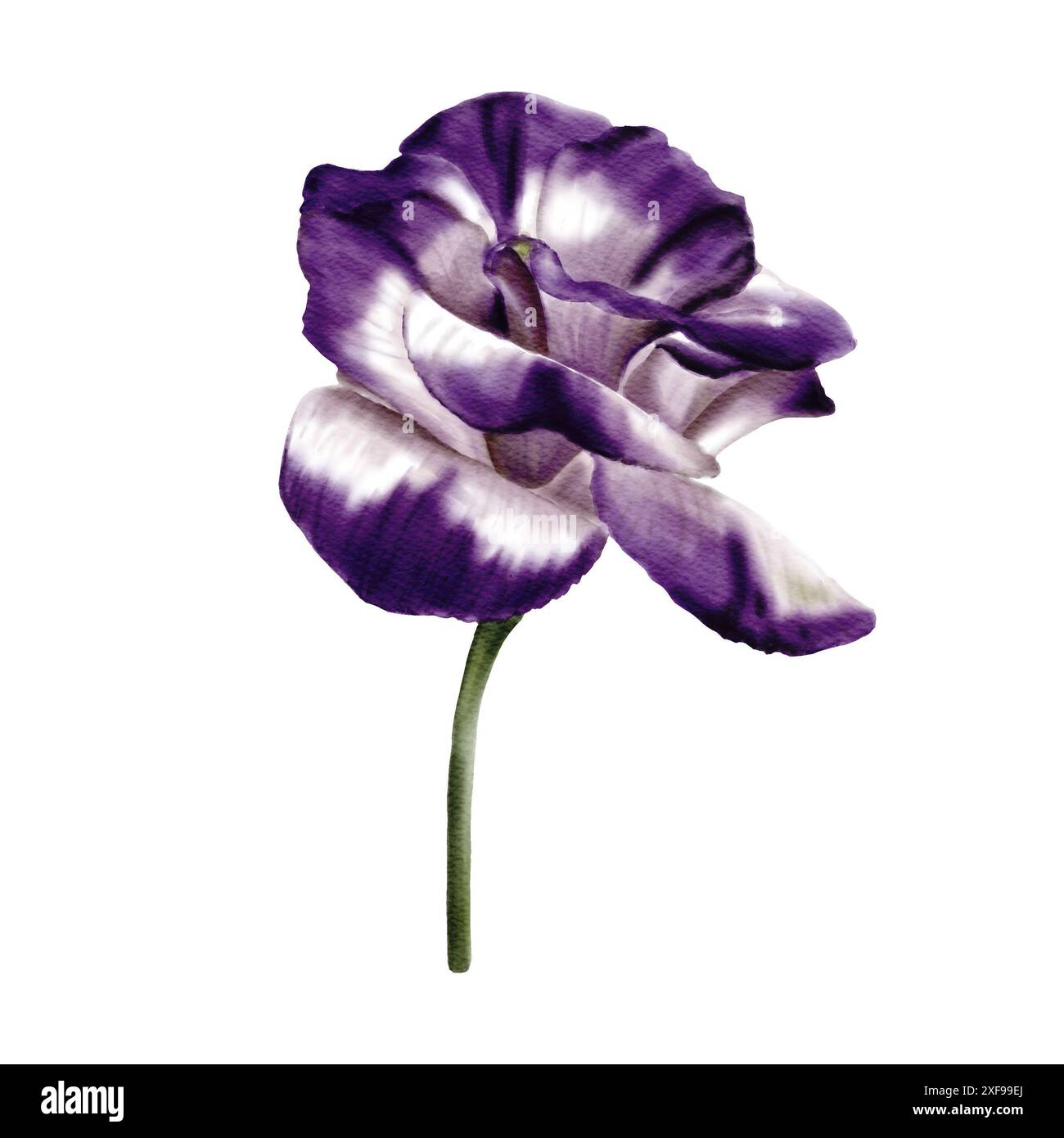 open flower bud. White and purple color. On a thin green leg. Side view ...