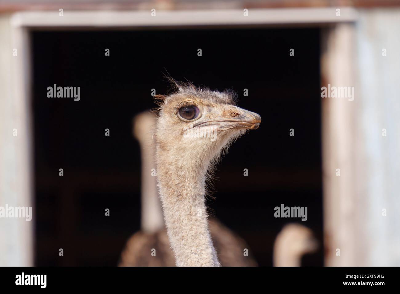 Ostrich confidently struts around the interior of a born on farm ...