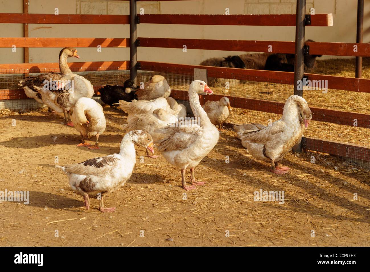 Geese Strutting on a Rustic Farmstead harmonious scene. Selective focus ...