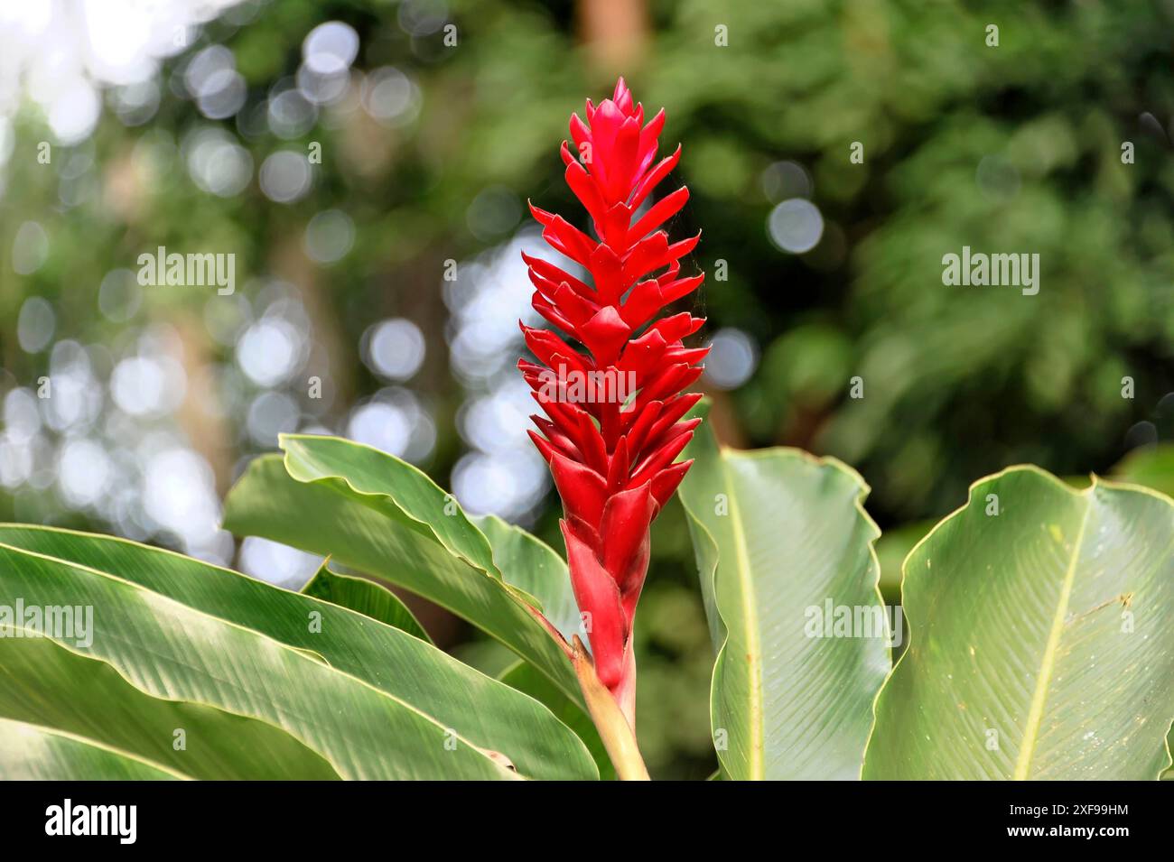 Palenque Chiapas di Maya, Cult site Templo del Sol Palenque, UNESCO World Heritage Site ...