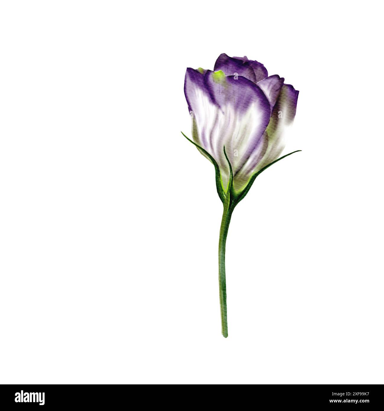 Bud of eustoma or lisianthus. White and purple. stem green. White ...