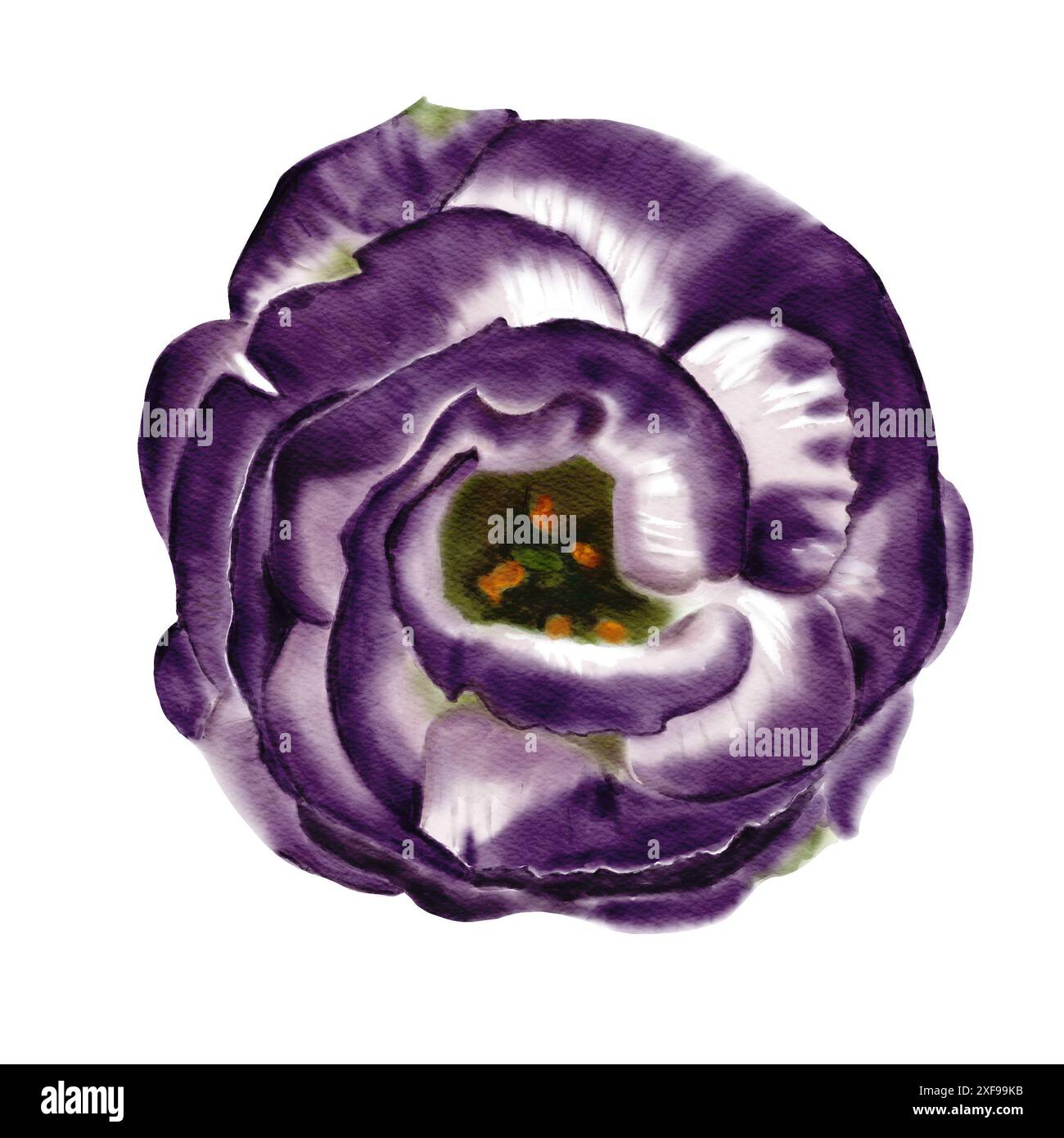 Large flower bud. Lisianthus, eustoma or bellflower. White, purple and ...