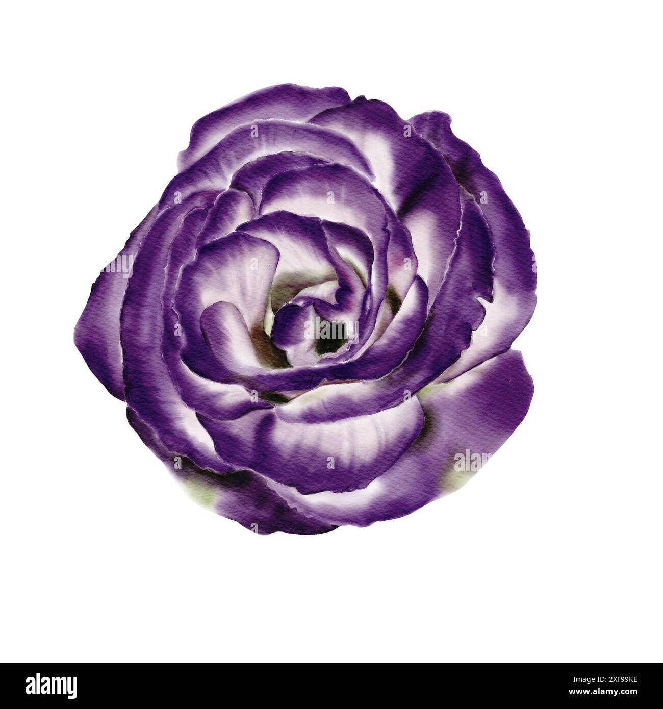 Large flower bud. Lisianthus, rose, eustoma or bellflower. White ...