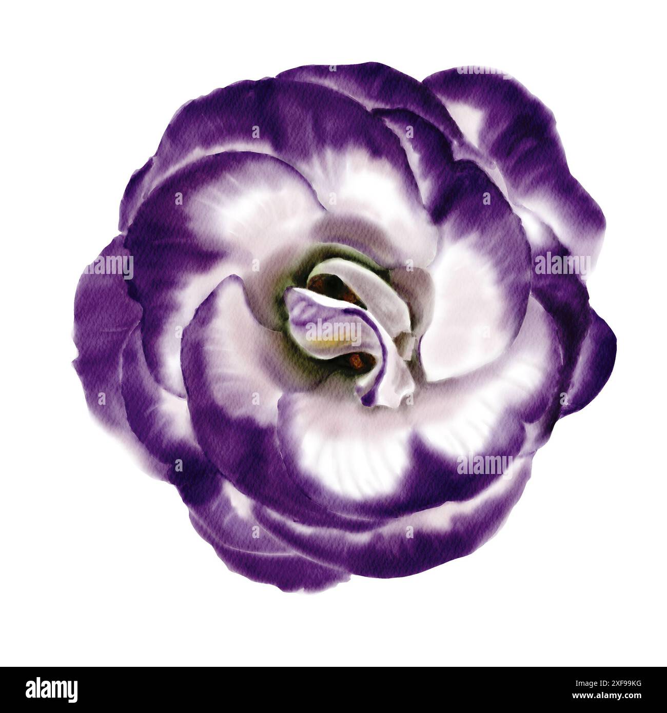 Large pink eustoma flower Cut Out Stock Images & Pictures - Alamy