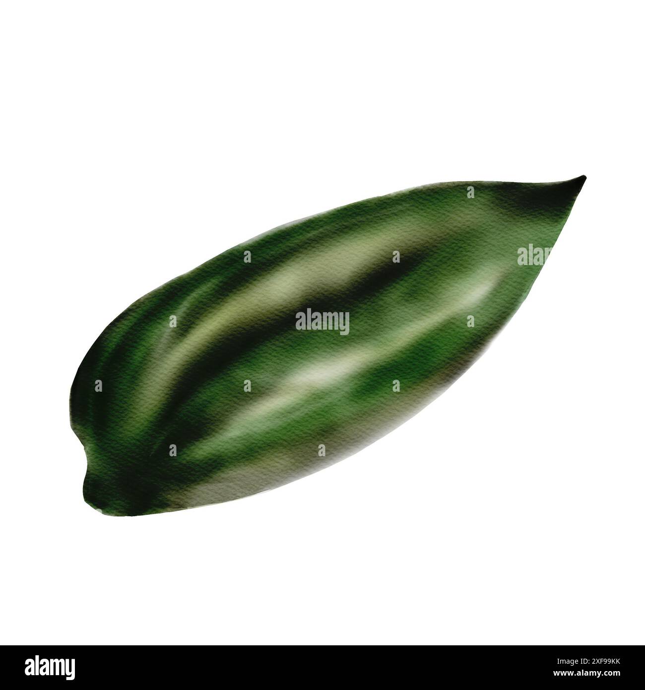 Large size sheet. Green color. Pointed at the end and rounded at the ...