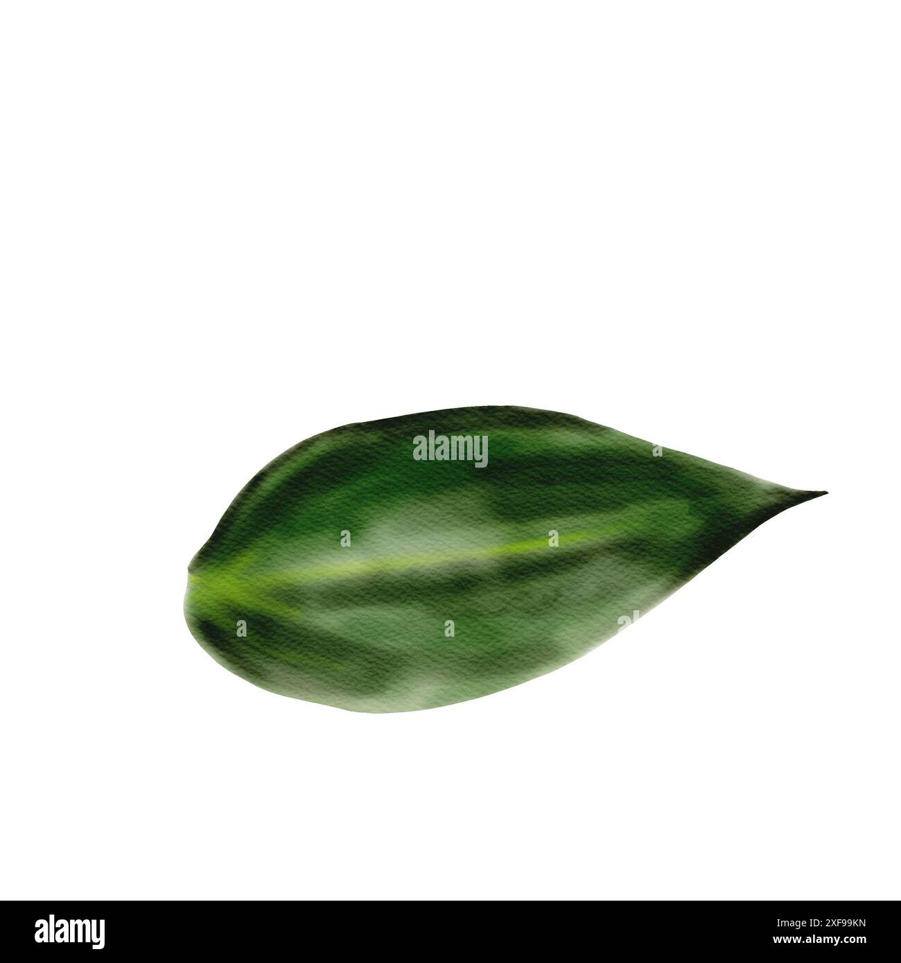 Medium sized leaf. Green color. Pointed at the end and rounded at the ...