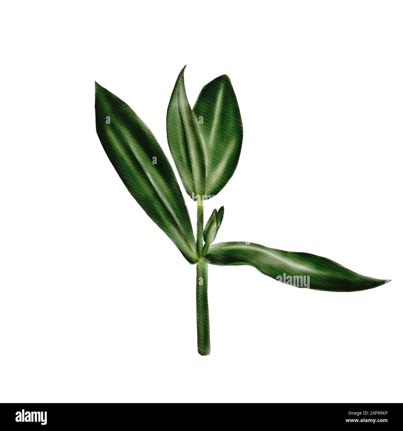 stem with leaves and a small bud. Plant sprout. Green color. Watercolor ...