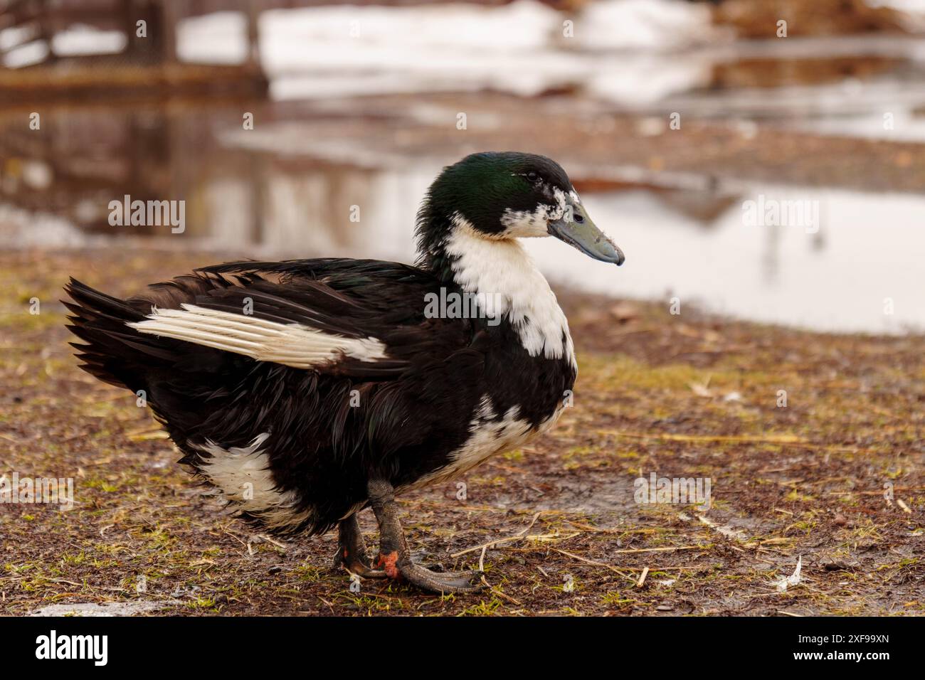 Ducks are gracefully standing side by side, showing off their vibrant ...