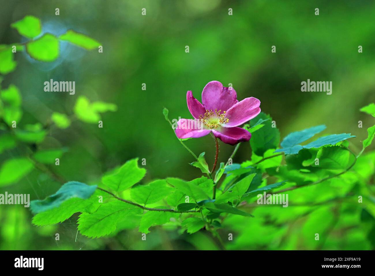 Alpine rose (Rosa pendulina L Stock Photo - Alamy