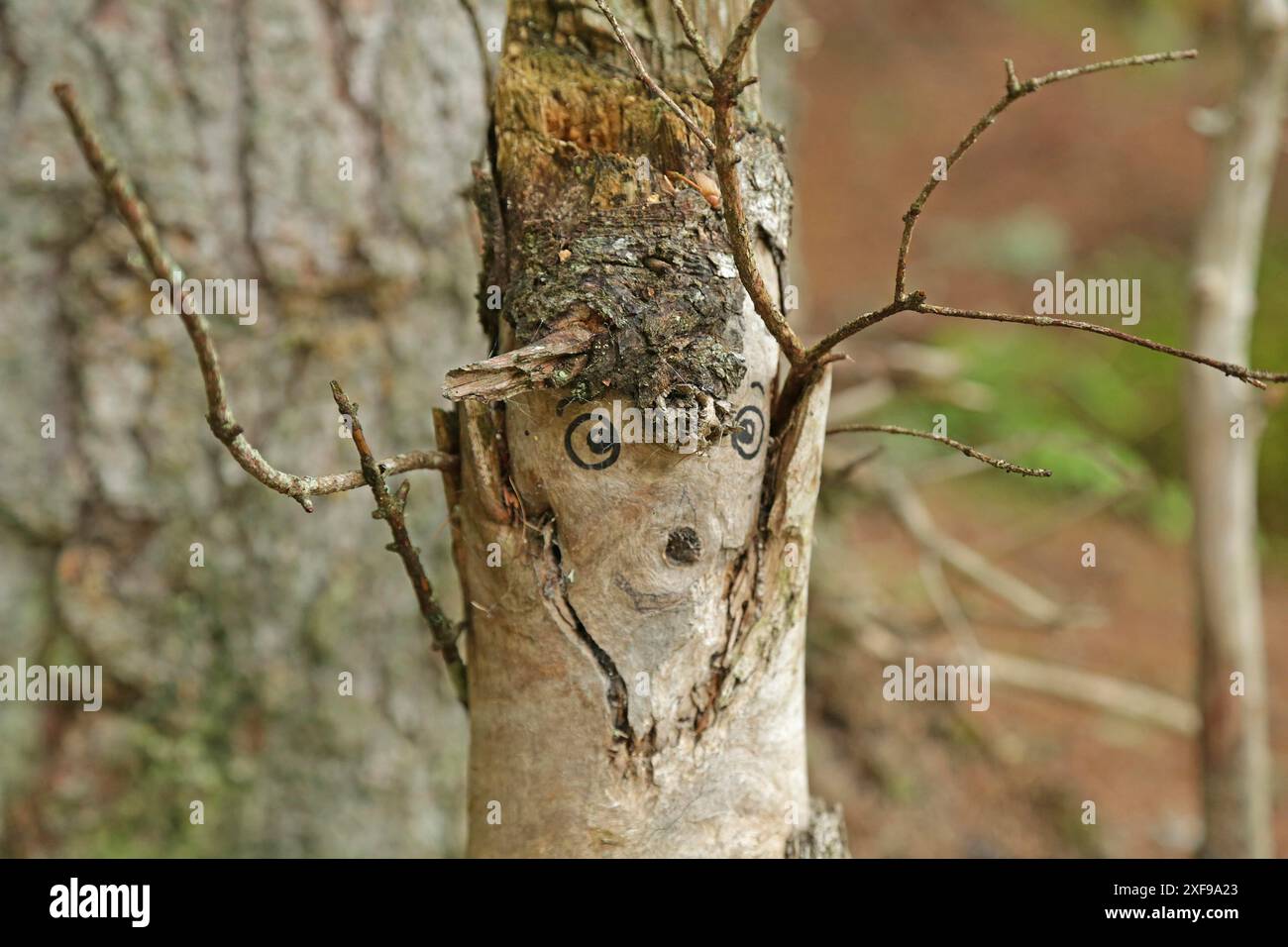 Tree face in nature hi-res stock photography and images - Alamy