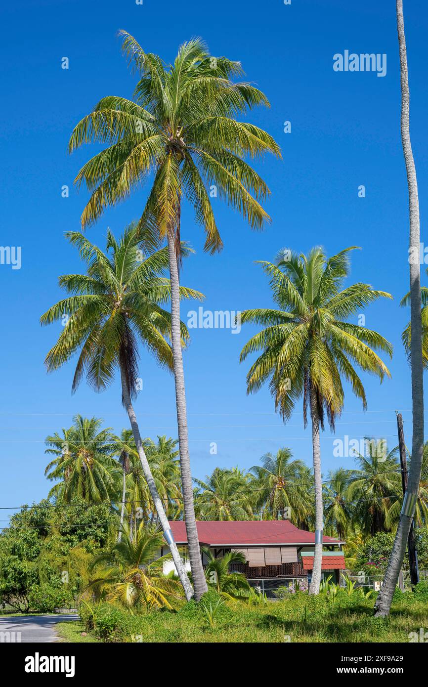 Coconut palm (Cocos nucifera) in the village, Tikehau, Atoll, Tuamotu ...