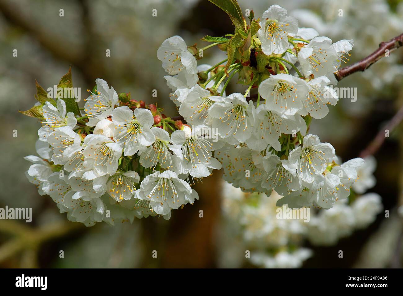 Cherry blossom (Prunus, Franconia, Bavaria, Germany Stock Photo - Alamy