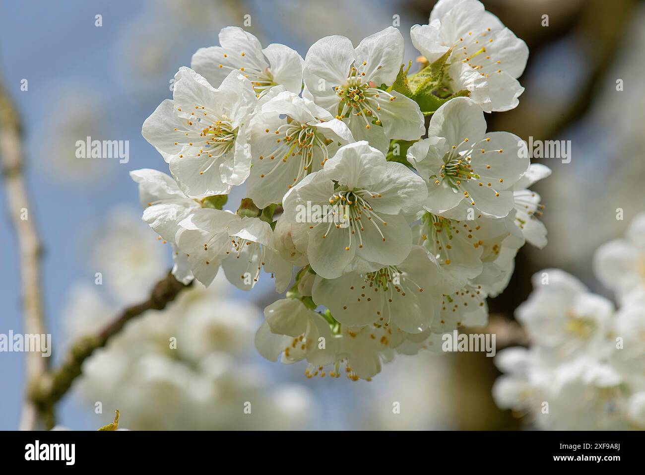 Cherry blossom (Prunus, Franconia, Bavaria, Germany Stock Photo - Alamy