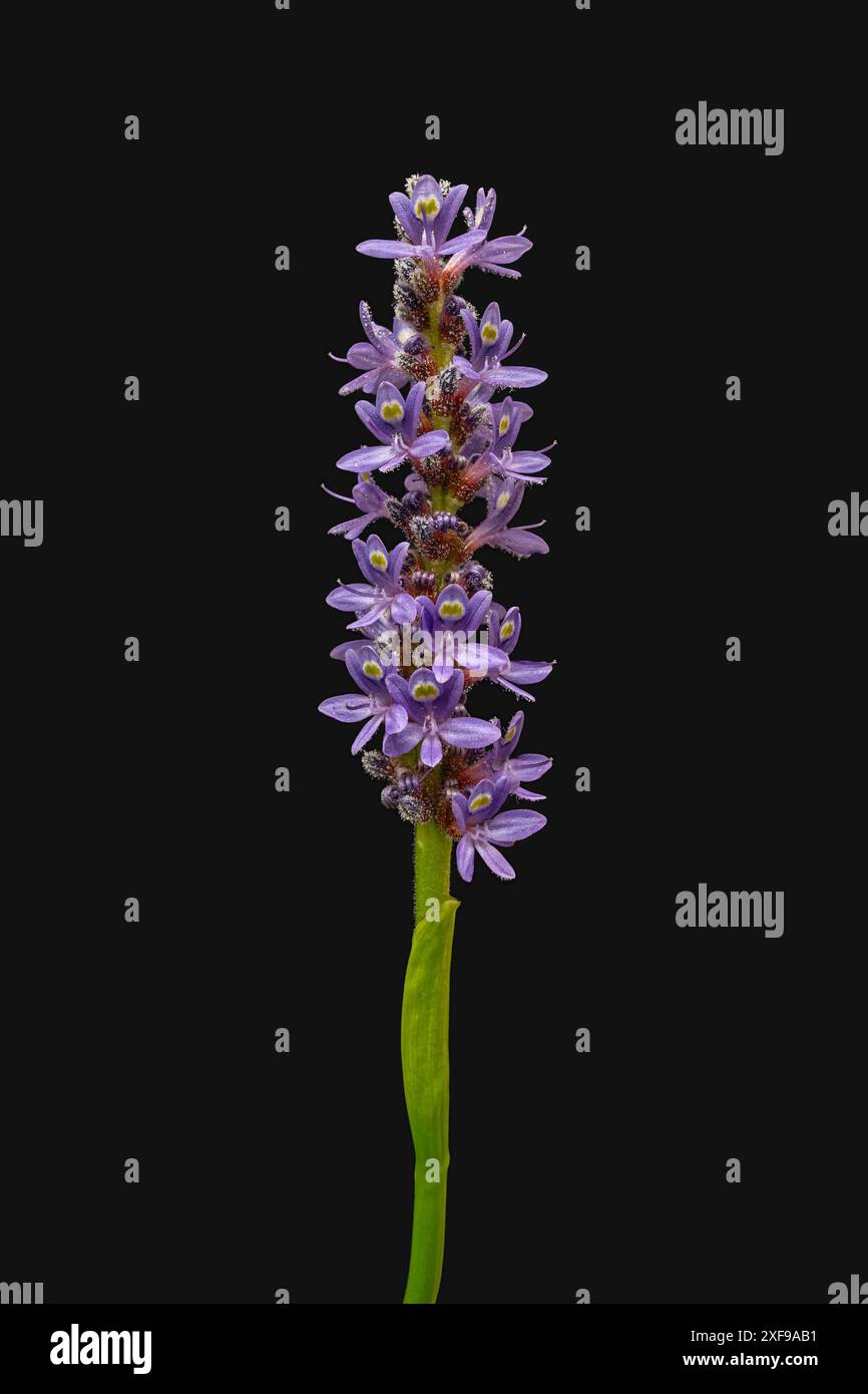 Closeup view of lavender blue flower of aquatic plant pontederia ...