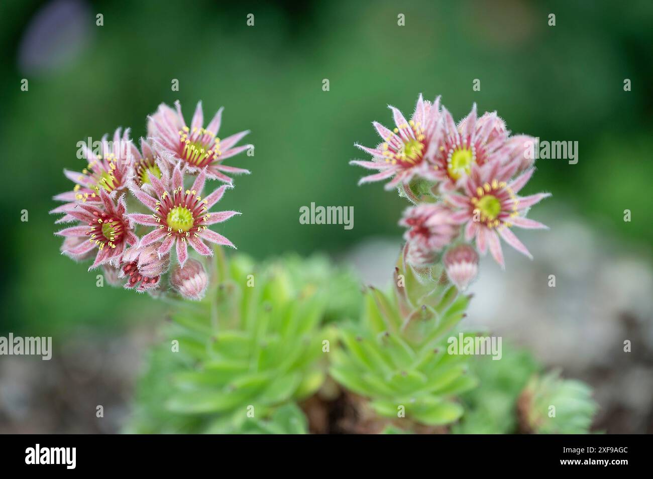 Flowering common houseleek (Sempervivum tectorum), Franconia, Bavaria ...