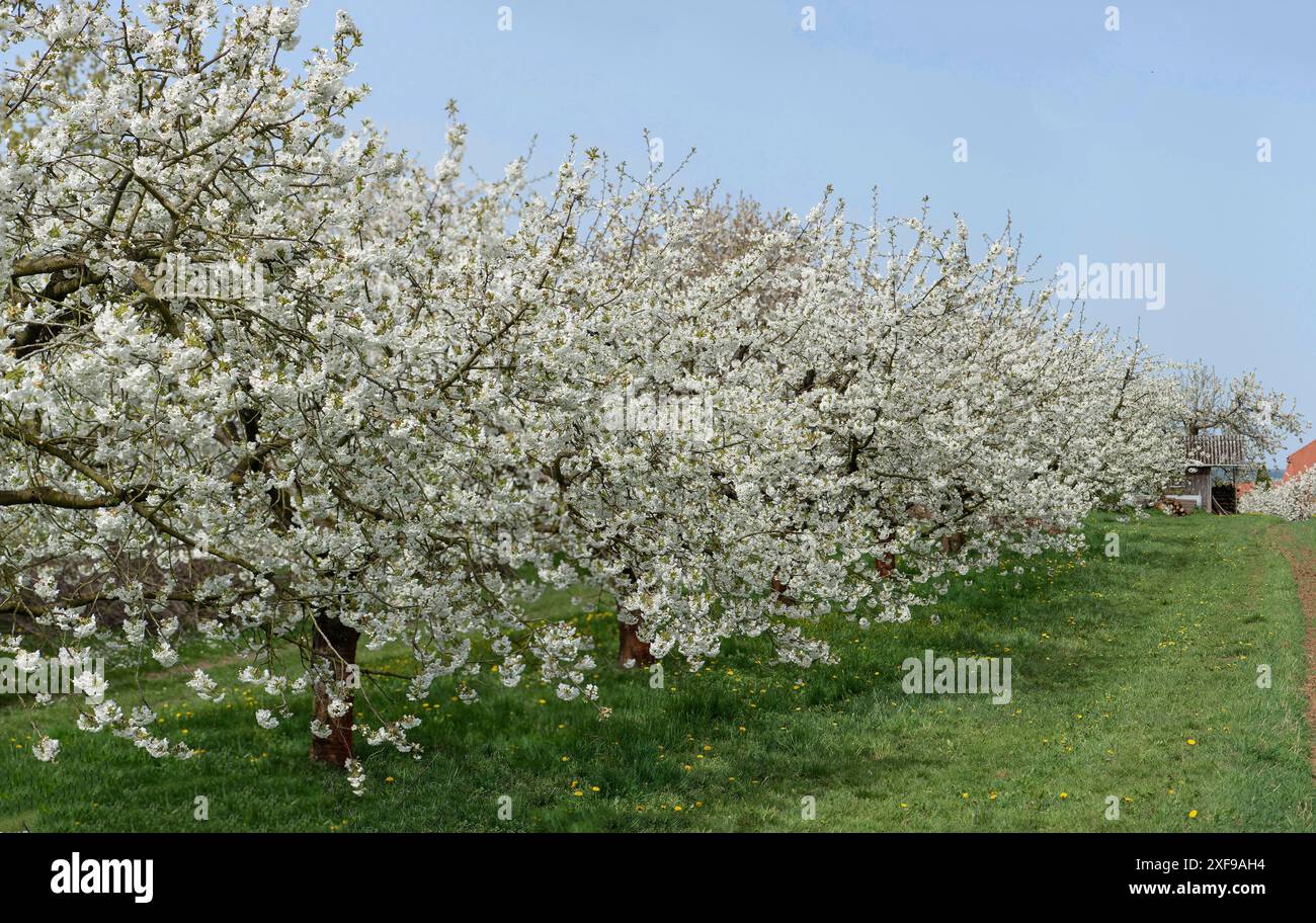Flowering cherry trees (Prunus avium), Franconia, Bavaria, Germany ...