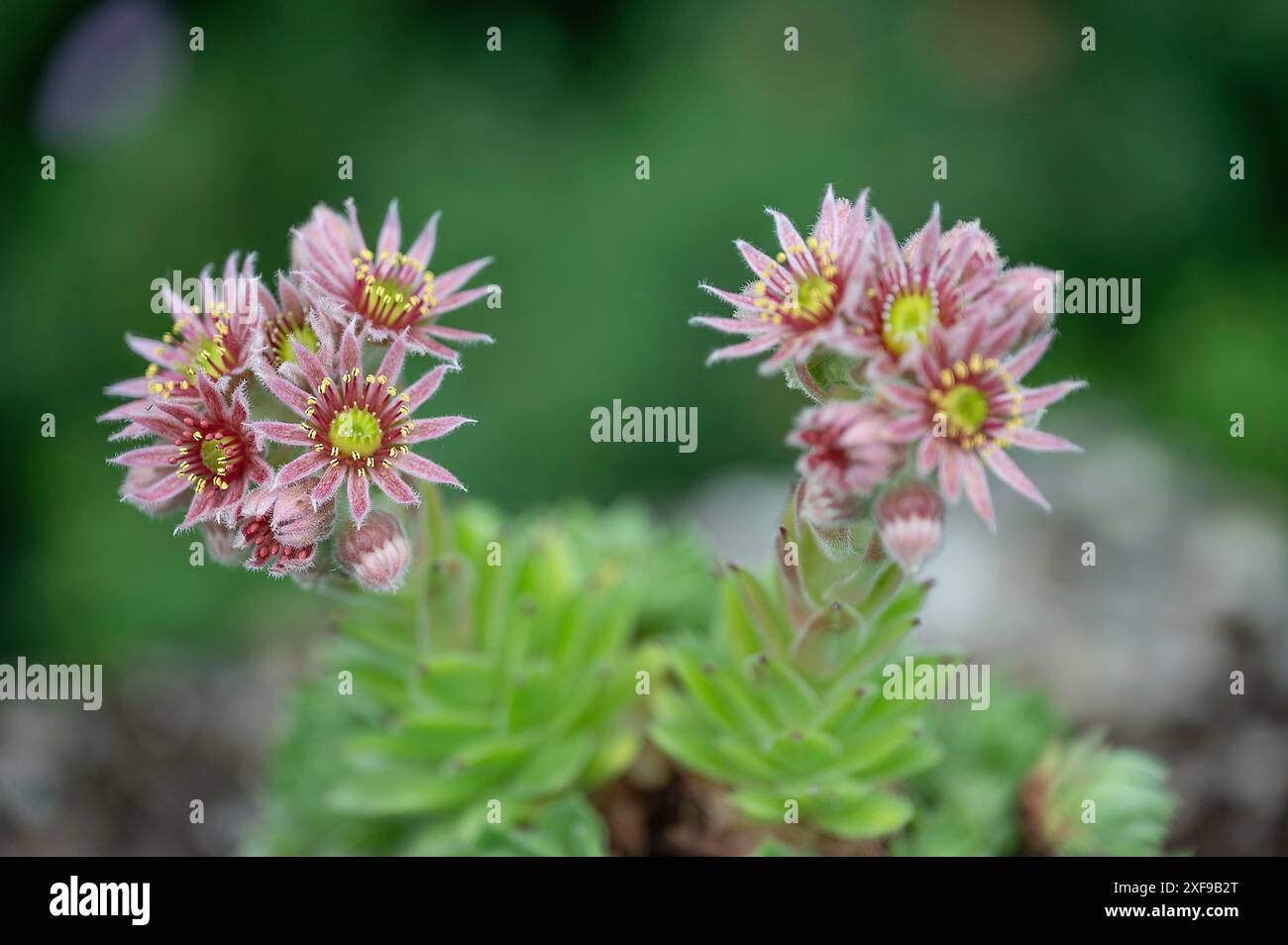 Flowering common houseleek (Sempervivum tectorum), Bavaria, Germany ...