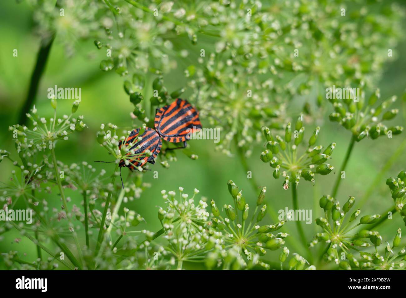 Mating italian striped bugs (Graphosoma italicum) on a goutweed flower ...