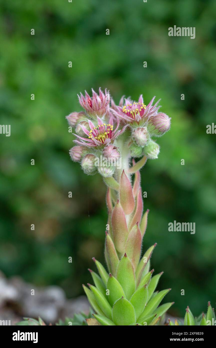 Common houseleek (Sempervivum tectorum), Bavaria, Germany Stock Photo ...