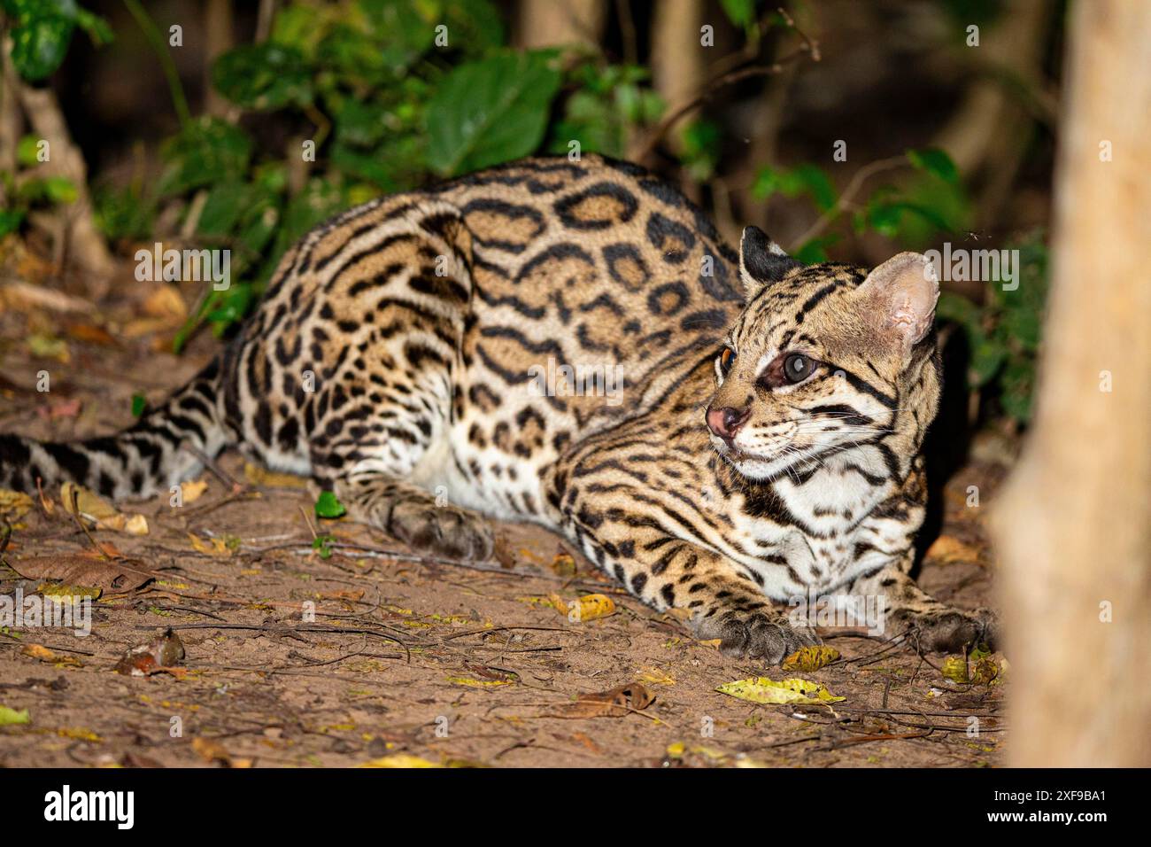 Ocelot (Felis pardalis) Pantanal Brazil Stock Photo - Alamy