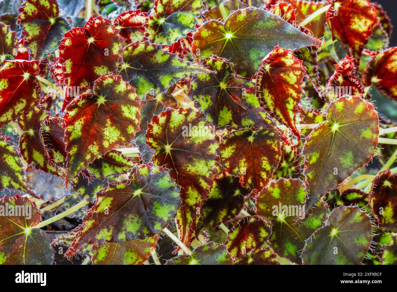 Decorative kit hi-res stock photography and images - Alamy