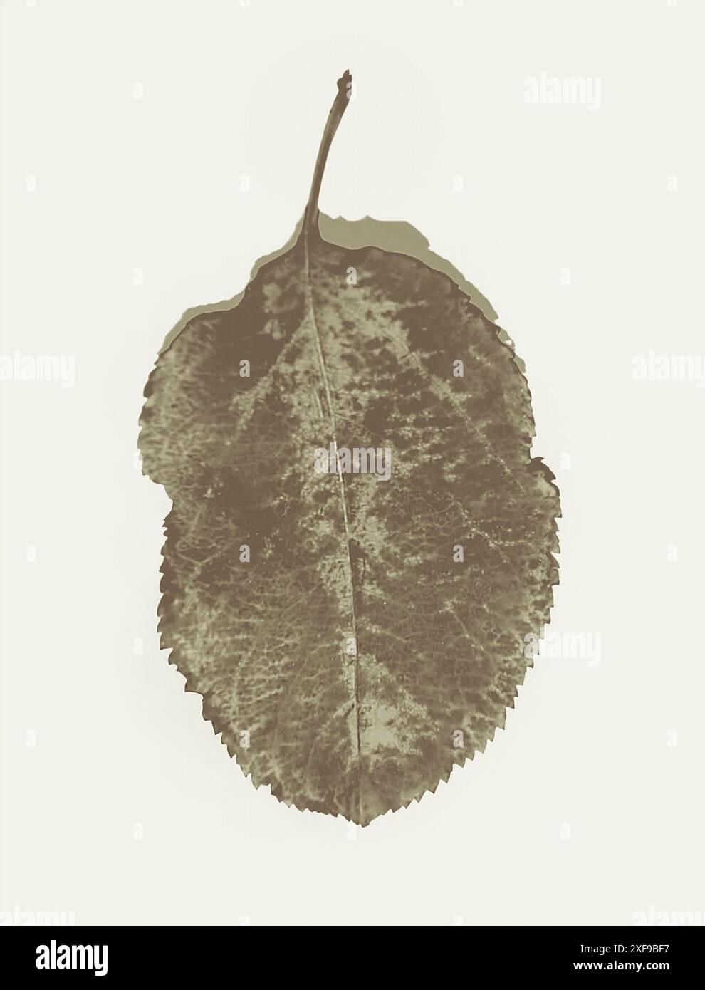 A single brown leaf with textured details, depicted in sepia tone ...
