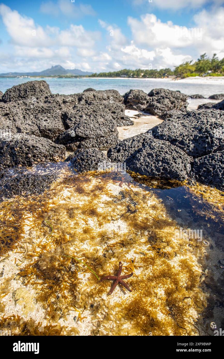 Sunrise over the sea with gentle waves. Sandy beach with lava rocks and ...