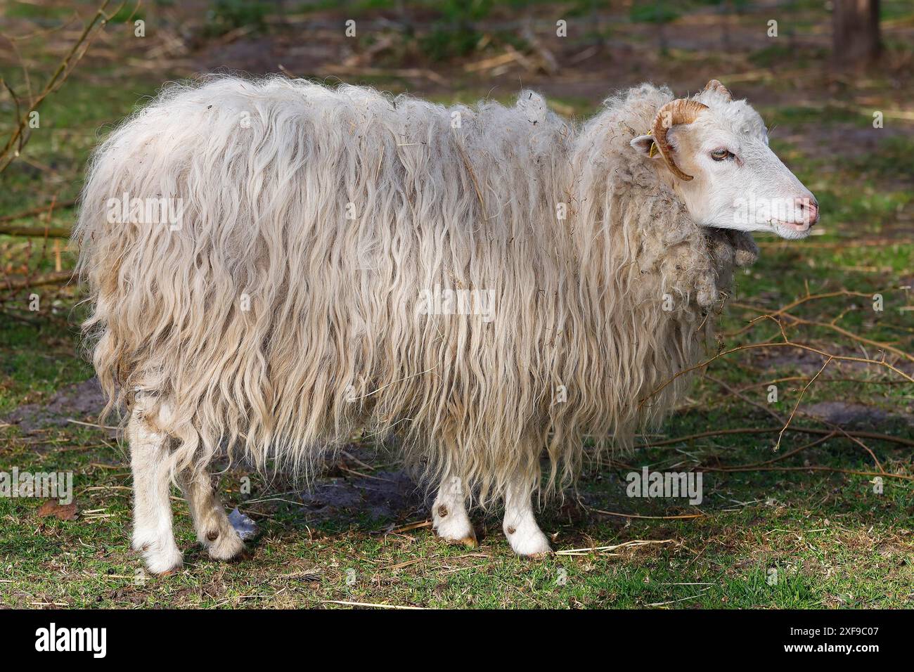 Argali female hi-res stock photography and images - Alamy