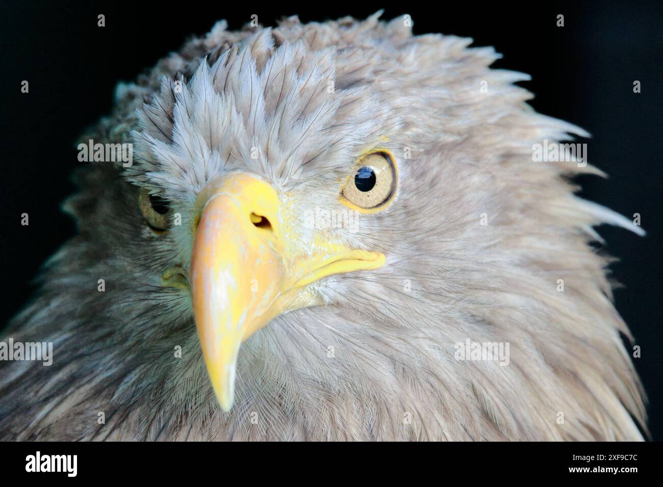 A Close-up portrait of a majestic eagle with sharp yellow beak and ...