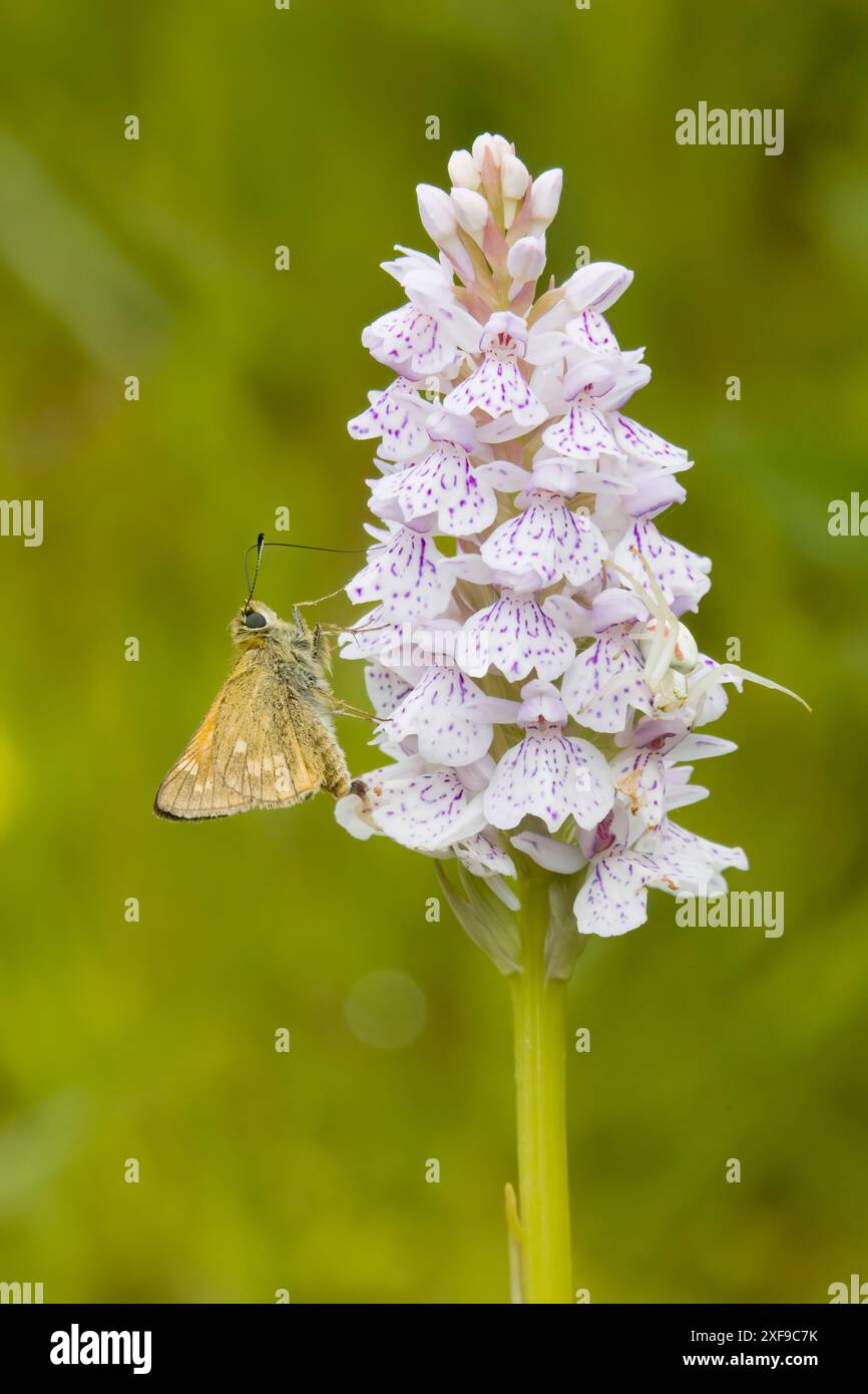 Large Skipper Butterfly feeding on a Heath Spotted-orchid with a crab ...