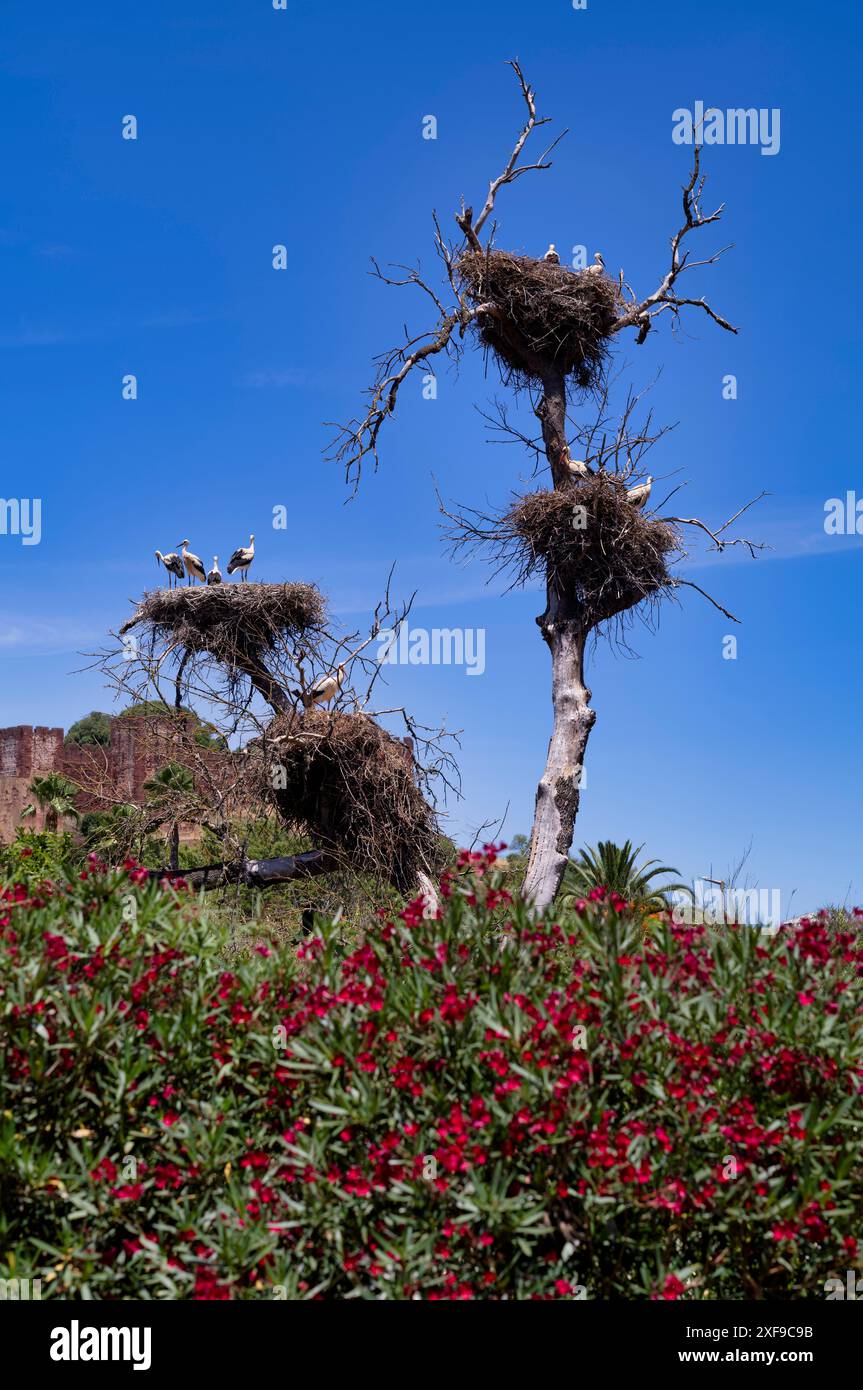 Several storks nesting in stork nests, young animals, behind Silves ...