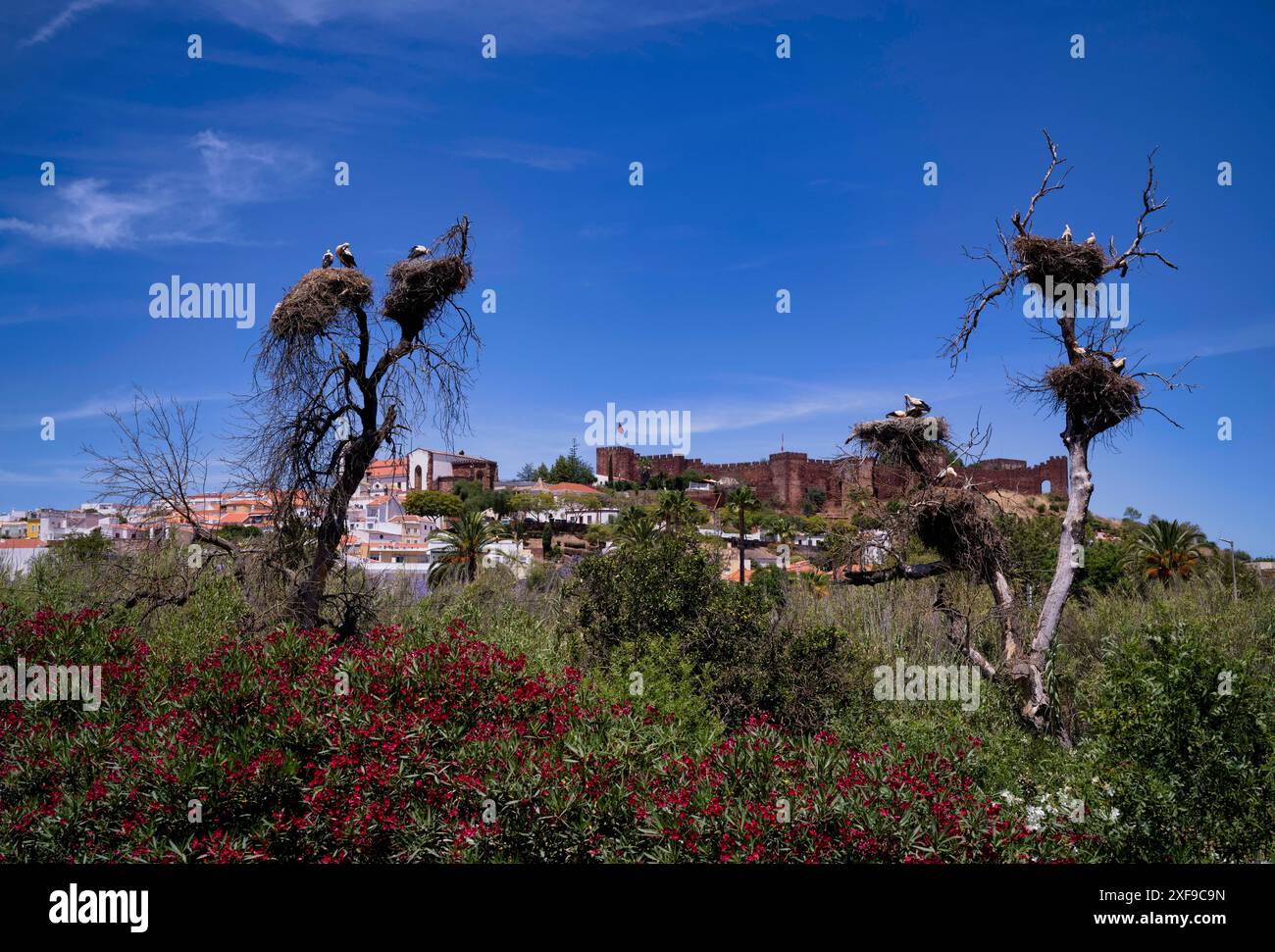 Several storks nesting in stork nests, young animals, behind Silves ...