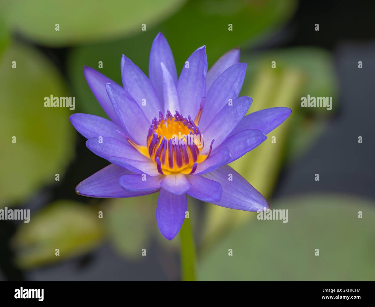 Tropical water lily hi-res stock photography and images - Alamy