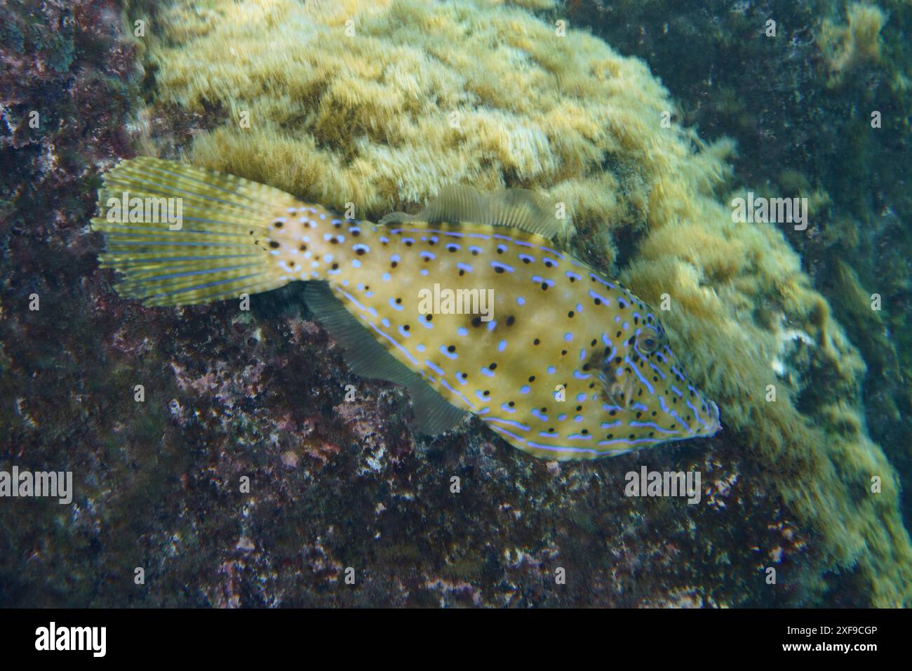 Black spot algae hi-res stock photography and images - Alamy