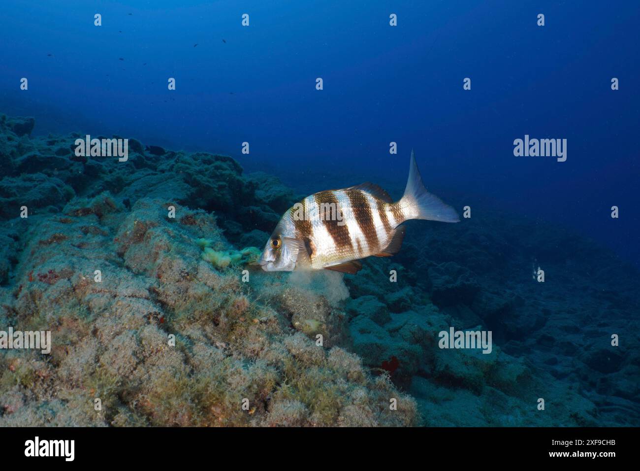 A striped fish, zebra bream (Diplodus cervinus cervinus), swims over a ...
