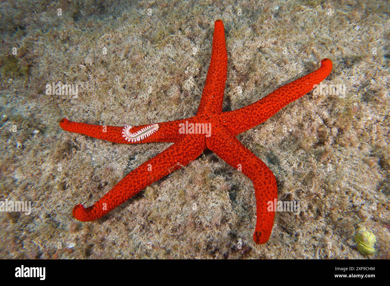 Fire algae hi-res stock photography and images - Alamy