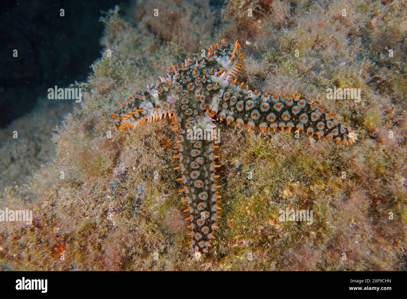 White starfish (Coscinasterias tenuispina) resting on an algae-covered ...