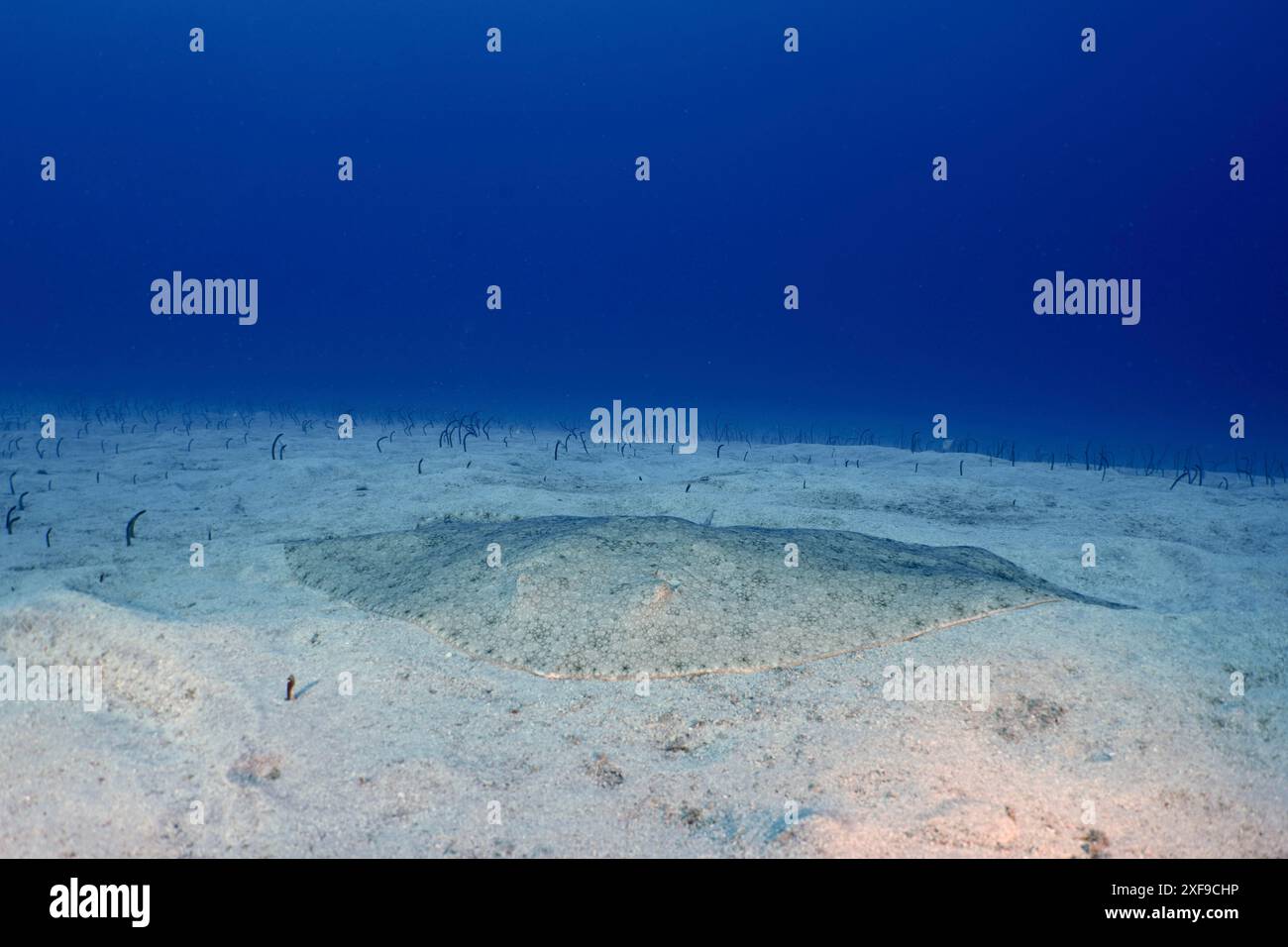Butterfly ray (Gymnura altavela) camouflaged on the underwater sand ...