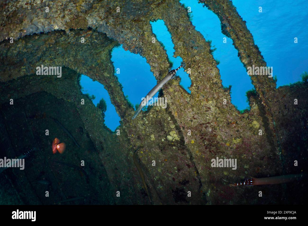 A shipwreck underwater with an Atlantic cornetfish (Aulostomus ...