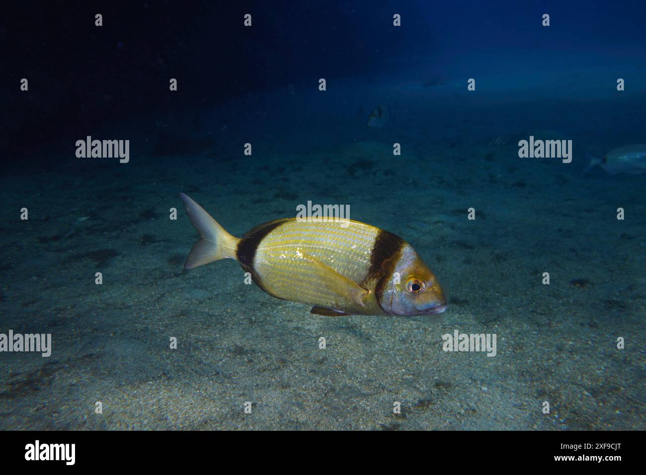 Roca individual hi-res stock photography and images - Alamy
