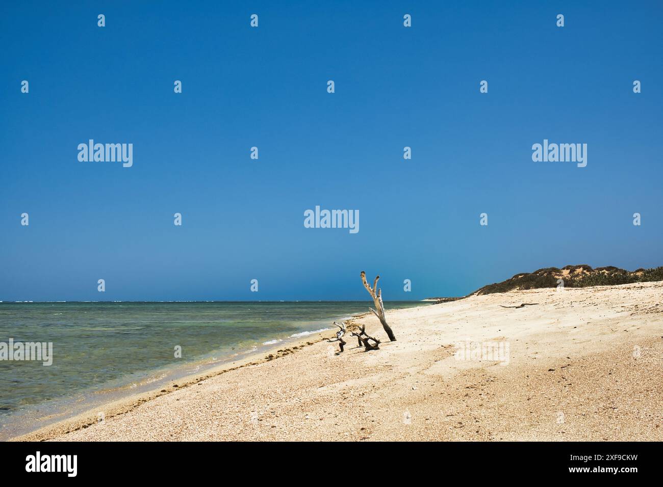 Deserted beach with the remains of a dead tree. Oyster Stacks ...