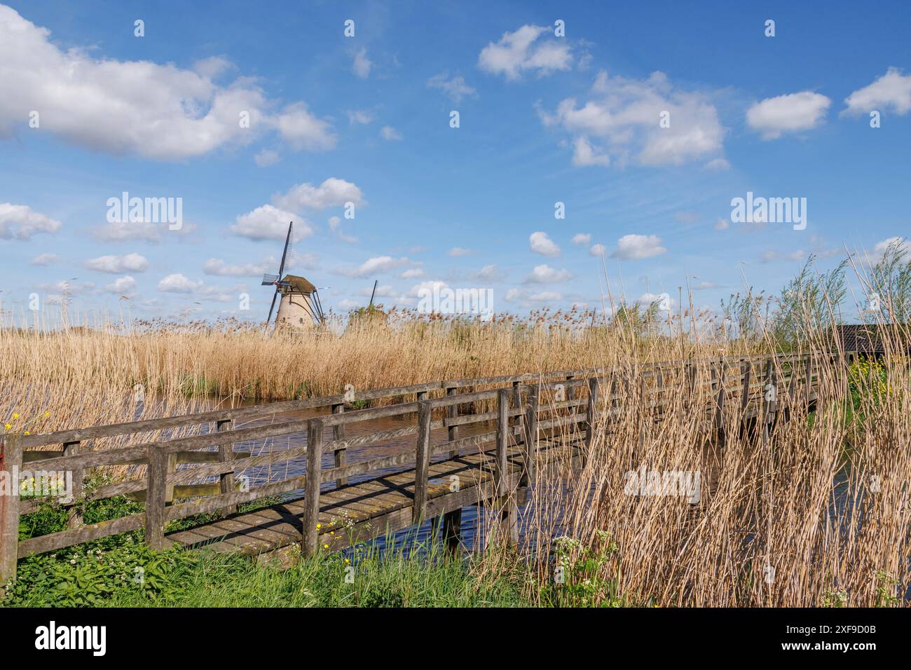 Wooden bridge over water in front of reeds and windmills in the ...