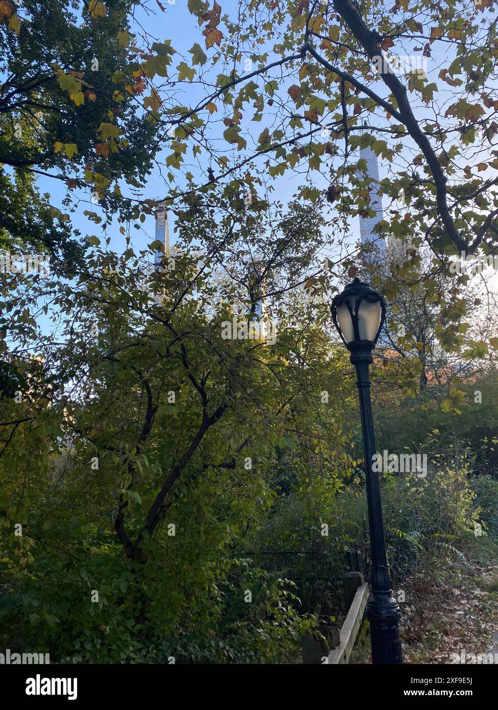 Black street lamp between dense foliage and trees on a day in the park ...