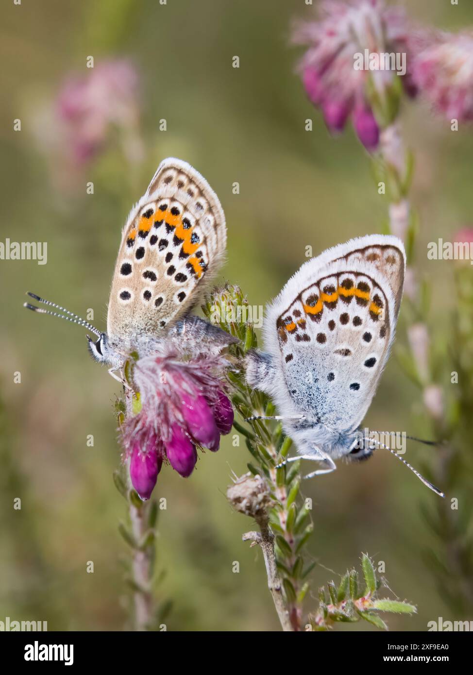 Silver studded blue butterflies hi-res stock photography and images - Alamy